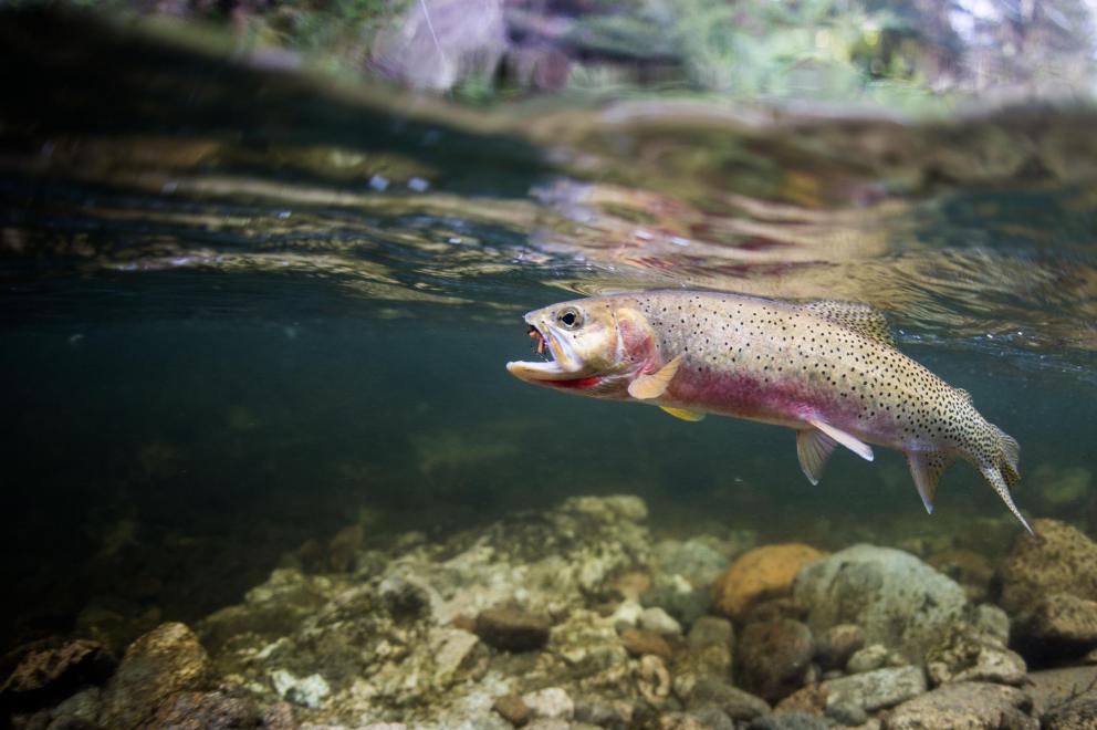 Photo Gallery | Flying B Ranch